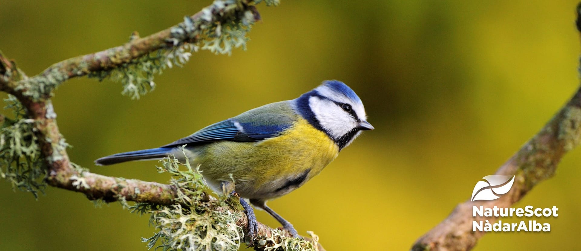 Involv intranet business case: NatureScot